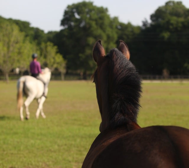 Stop Breaking Horses